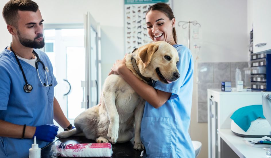 What Does a Veterinary Assistant Do? | Eastern College